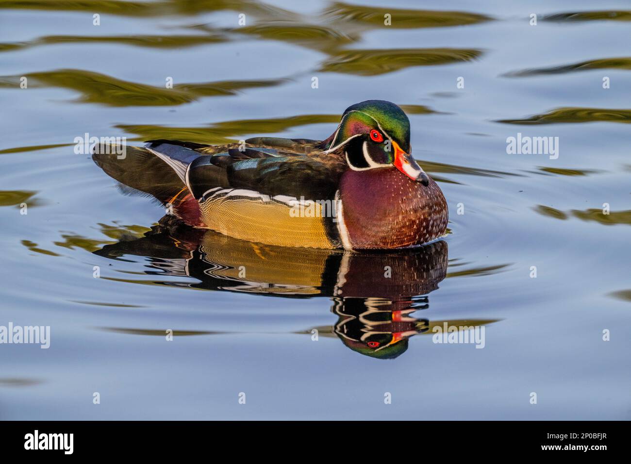 A male (drake) Wood duck or Carolina duck (Aix sponsa) is swimming on ...