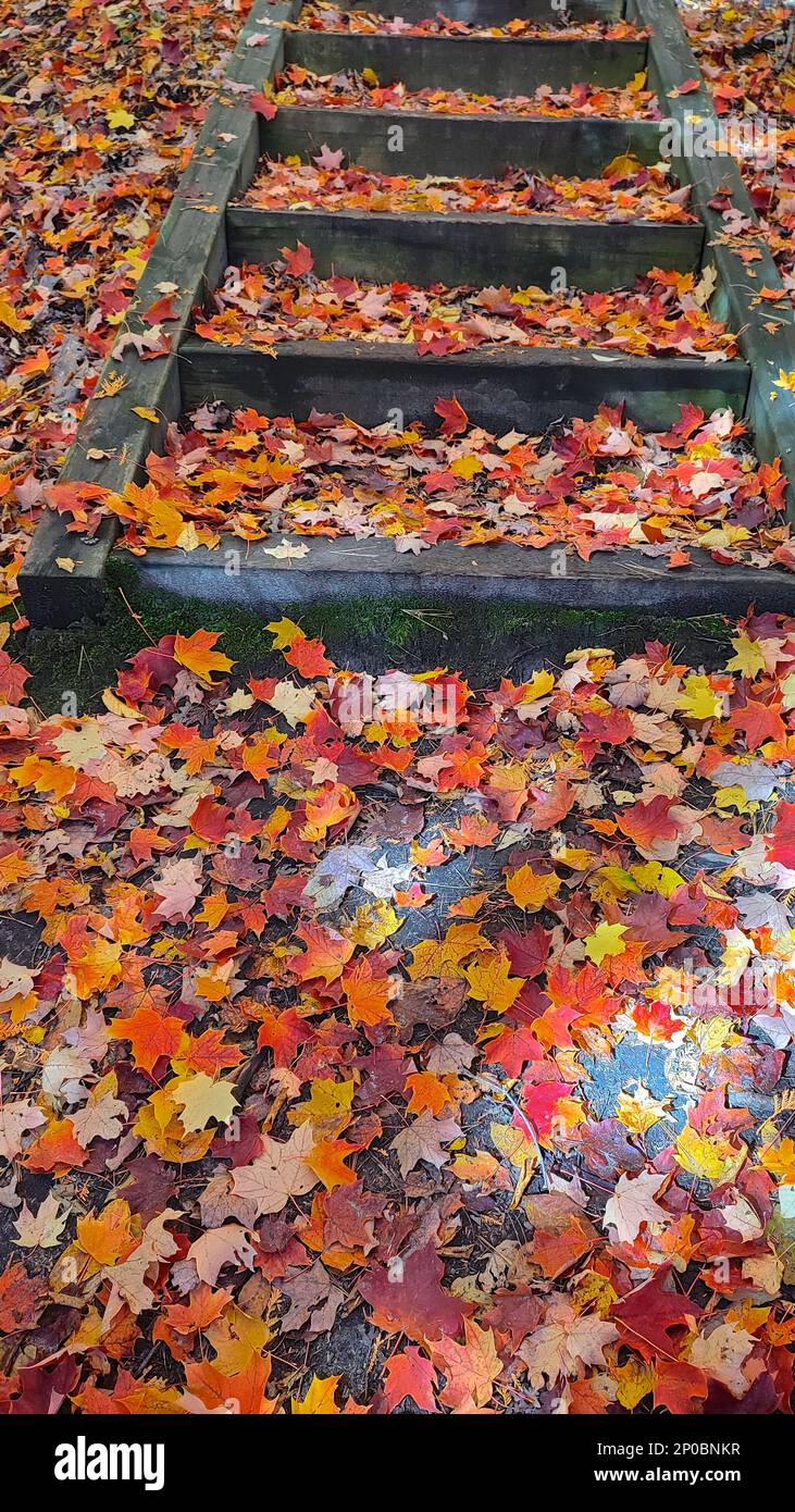 Beauty steps hi-res stock photography and images - Alamy