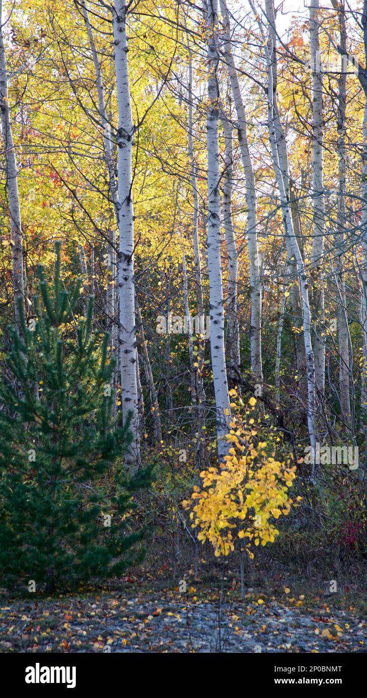 Zooming in on the small yellow birch tree in the forest Stock Photo - Alamy