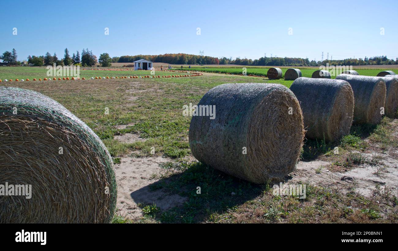 Hay patch hi-res stock photography and images - Alamy
