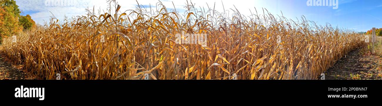 Natural food banner in hi-res stock photography and images - Alamy
