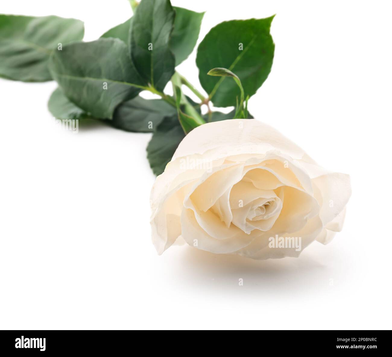 Fresh rose isolated on white background, closeup Stock Photo - Alamy