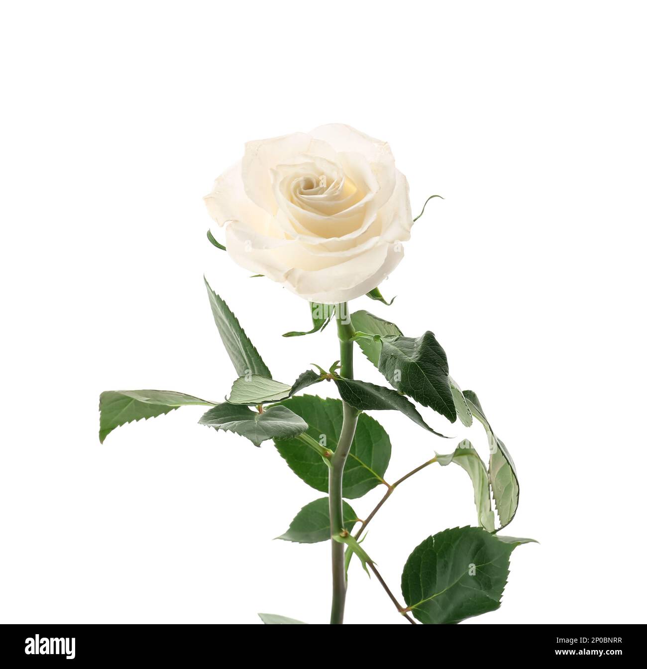 Delicate rose flower isolated on white background, closeup Stock Photo ...