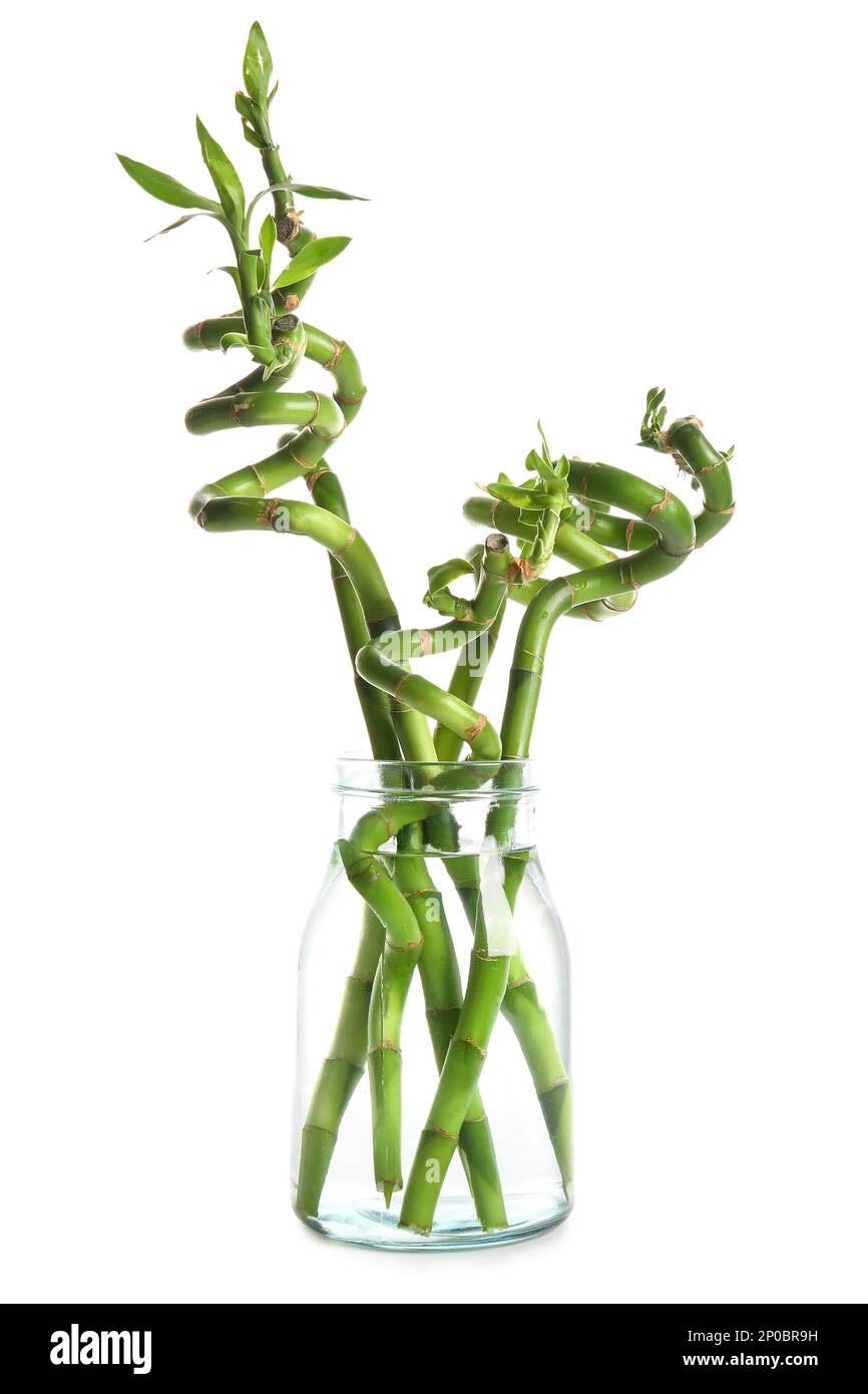 Bamboo plant in vase isolated on white background Stock Photo - Alamy