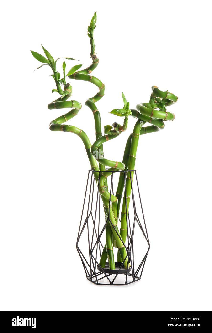Bamboo plant in vase isolated on white background Stock Photo - Alamy