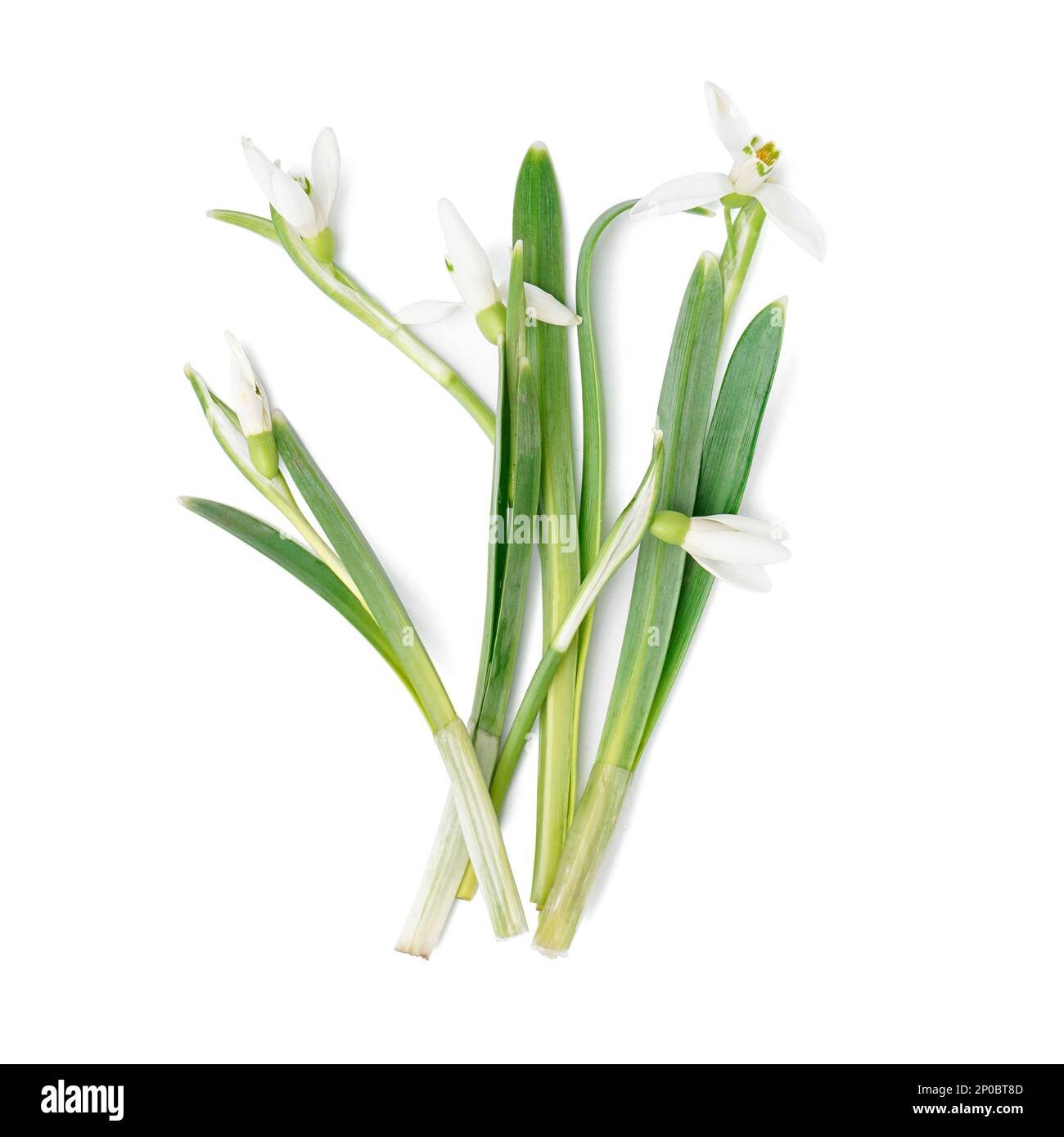 Beautiful snowdrops on snow Cut Out Stock Images & Pictures - Alamy