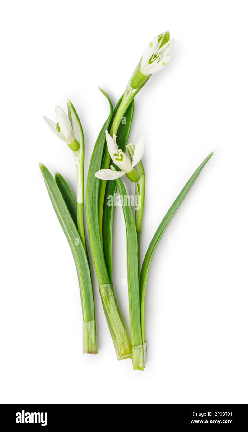 Beautiful snowdrops isolated on white background Stock Photo - Alamy