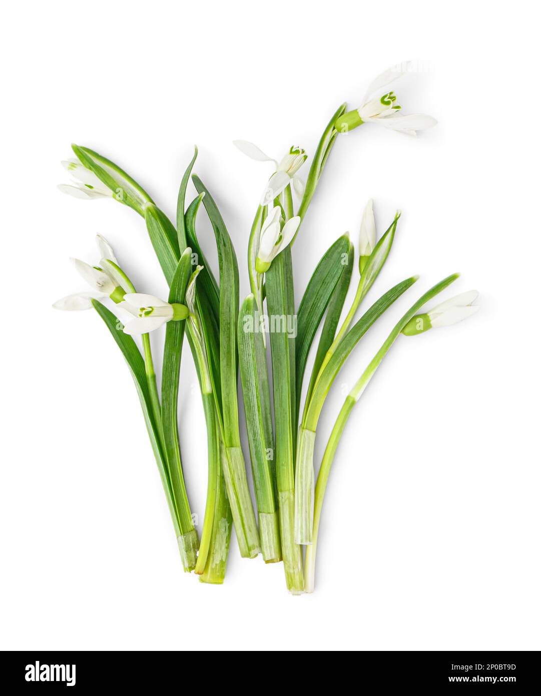 Beautiful snowdrops isolated on white background Stock Photo - Alamy