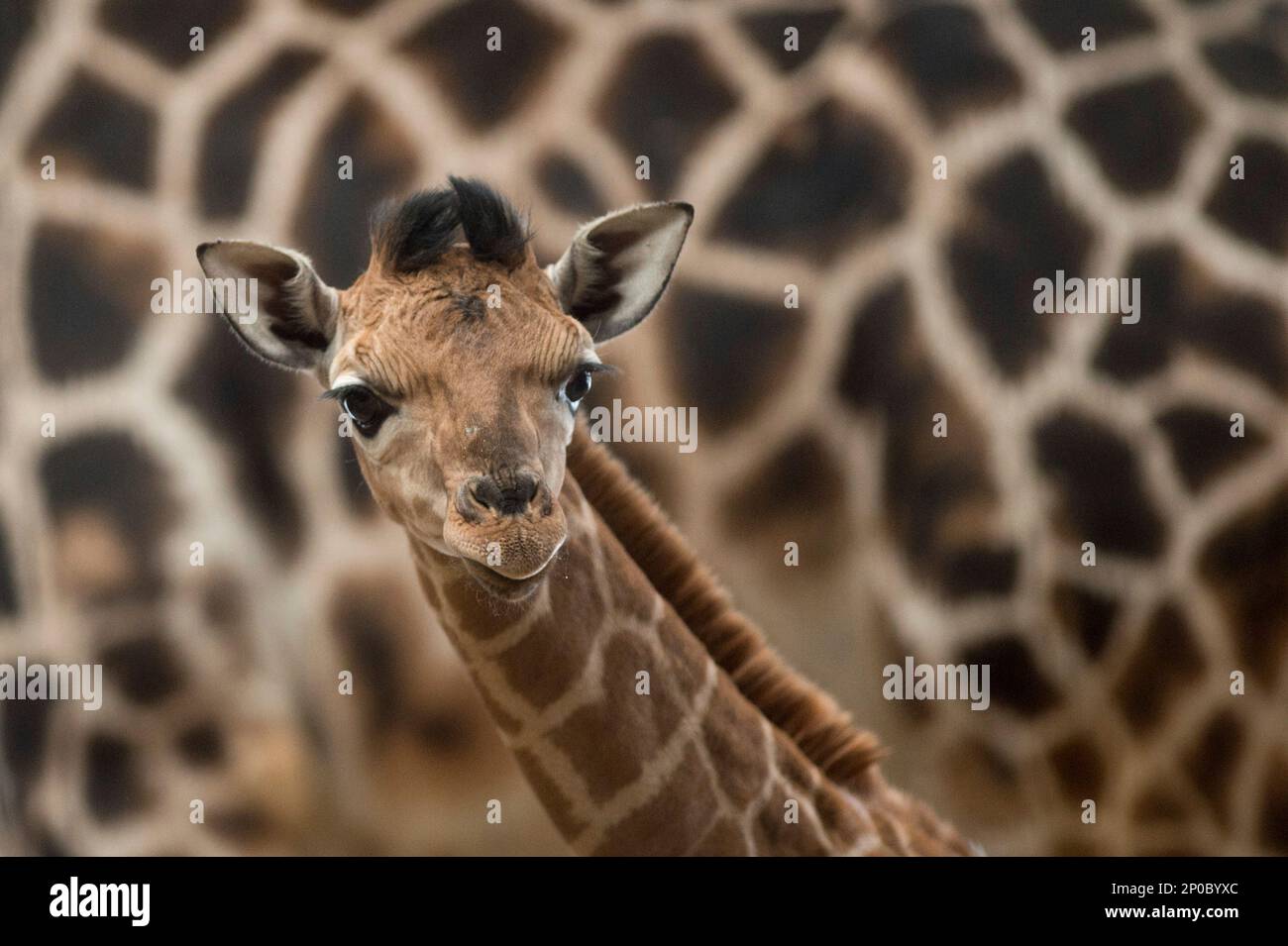 A baby Rothschild giraffe standing by its mother Fleur at the zoo in ...