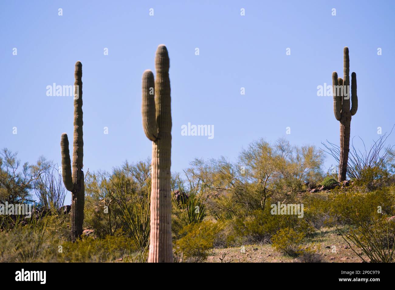 Tall cactus plants sonoran desert hi-res stock photography and images - Alamy