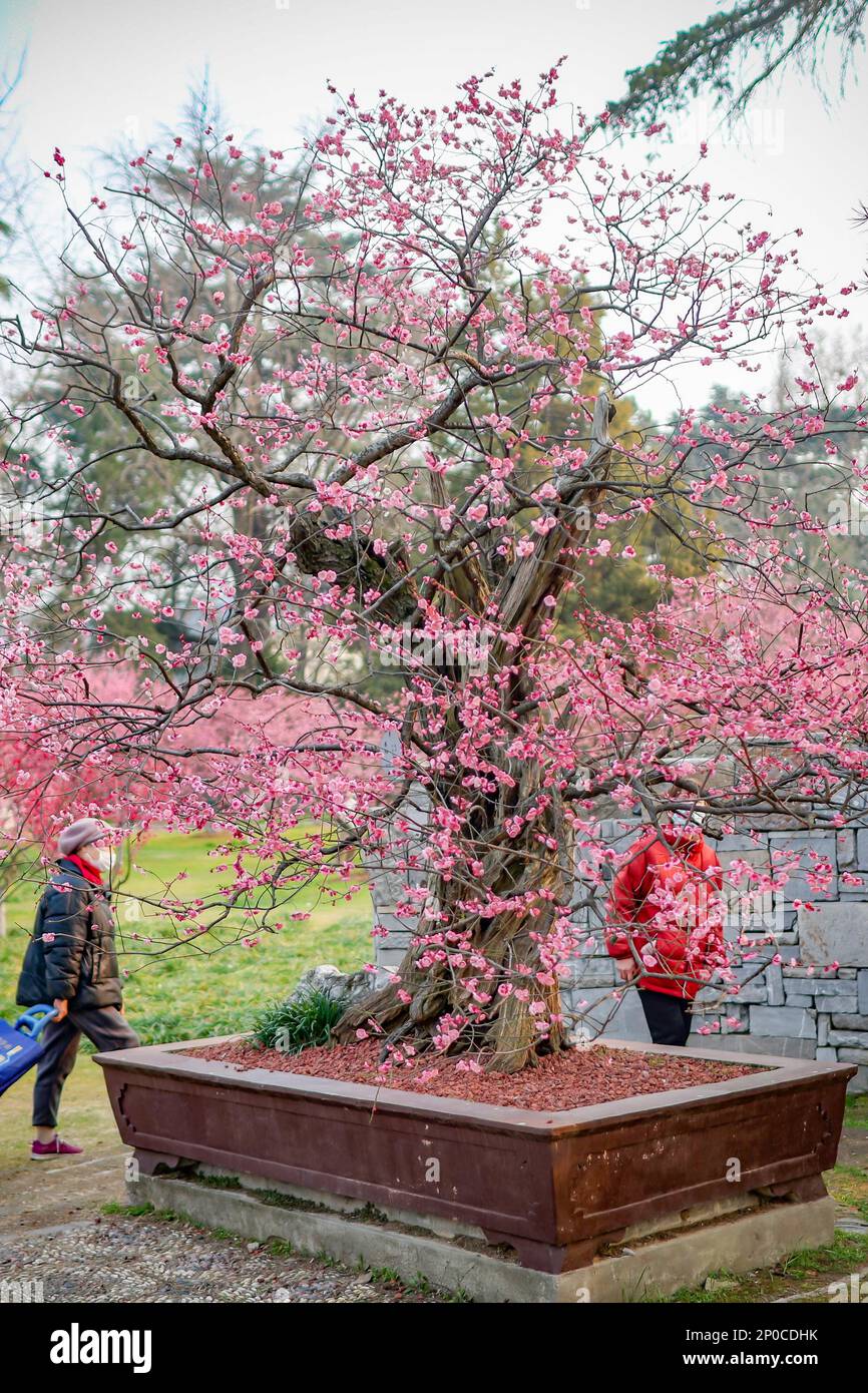 **CHINESE MAINLAND, HONG KONG, MACAU AND TAIWAN OUT** A 600-year-old ...