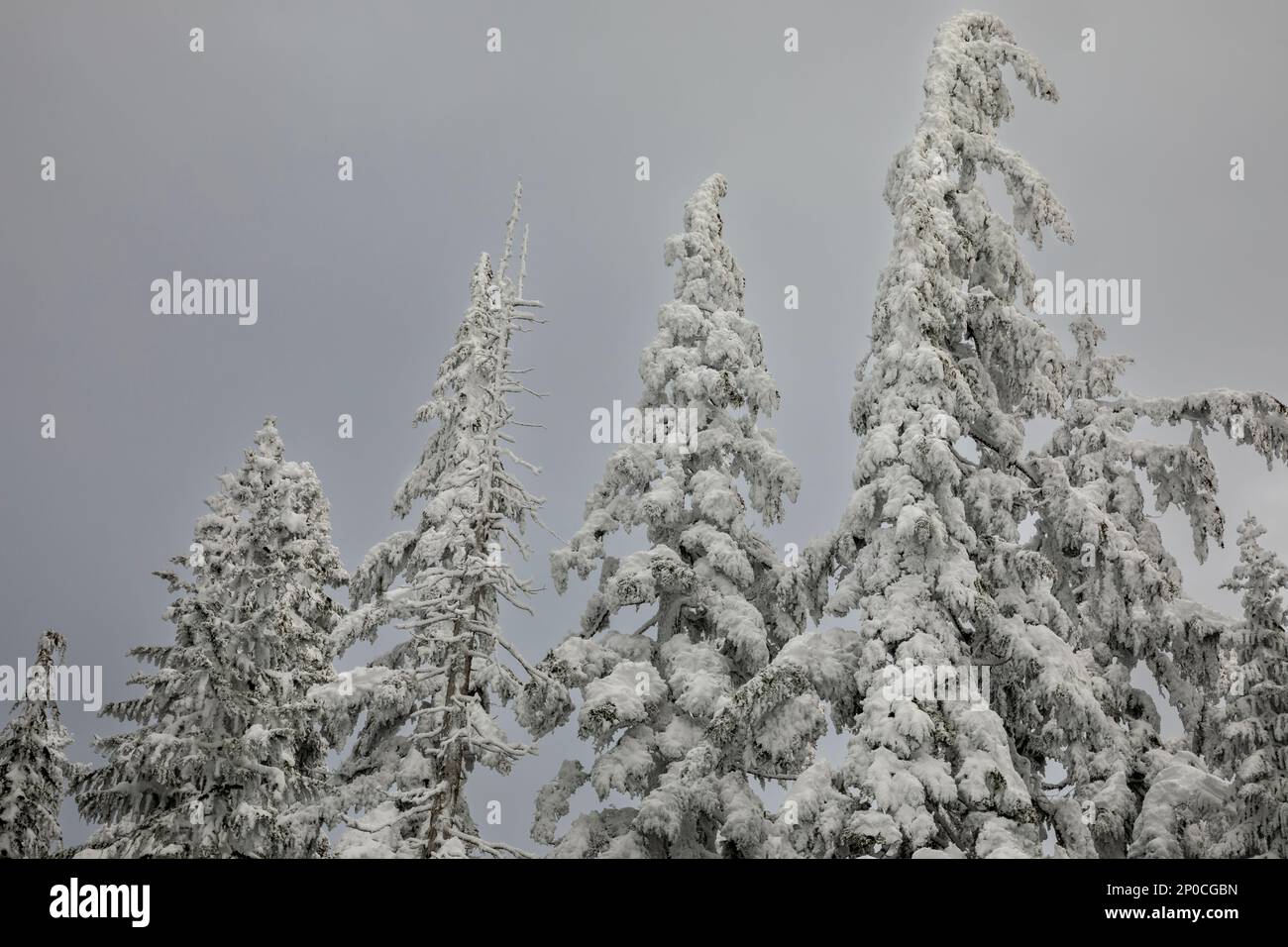 WA23175-00...WASHINGTON - Snow plastered trees at the summit of ...