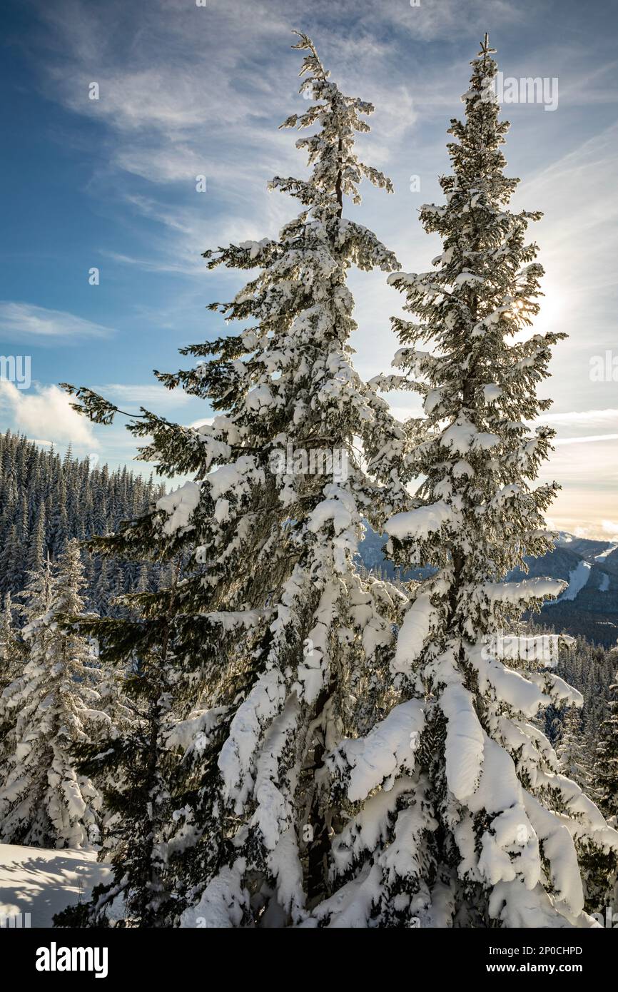 WA23186-00...WASHINGTON - Snow laden trees along the ski route up ...