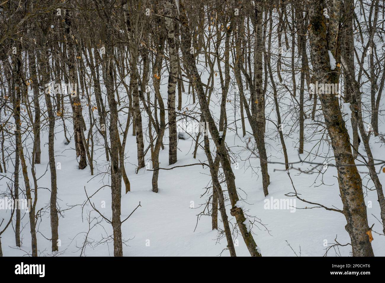 Winter forest landscape at the Nordic Center of the Sundance Resort ...