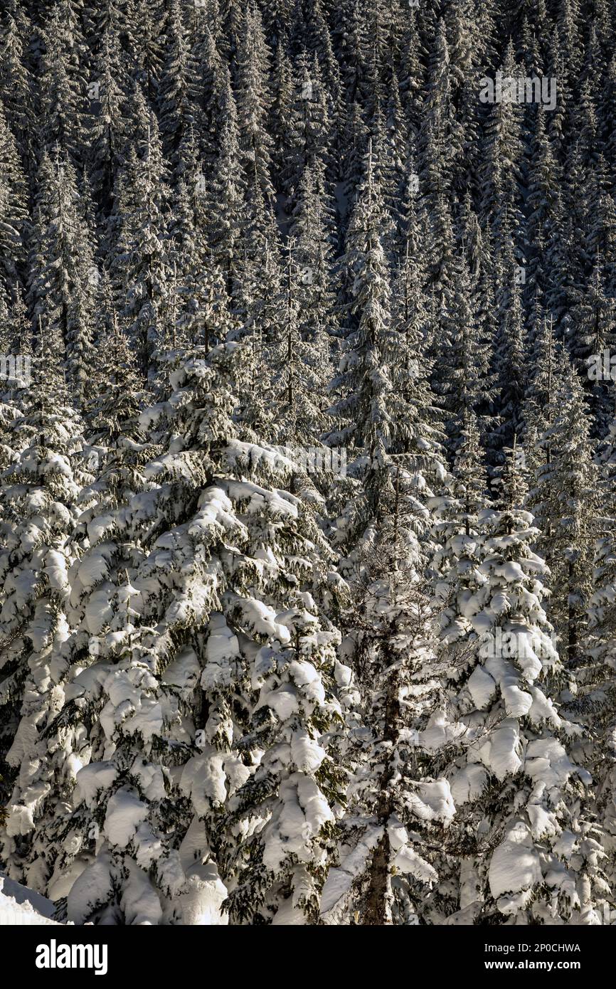Bending branches hi-res stock photography and images - Alamy