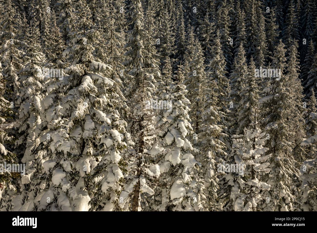 WA23188-00...WASHINGTON - Snow covered trees viewed from the Amabilis ...