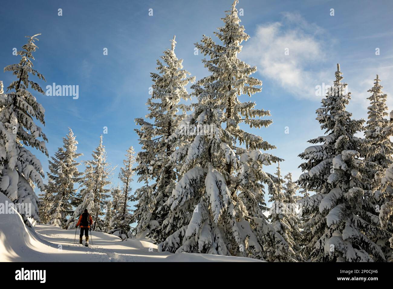 WA23193-00...WASHINGTON - Cross-country skier skiing through fresh snow ...