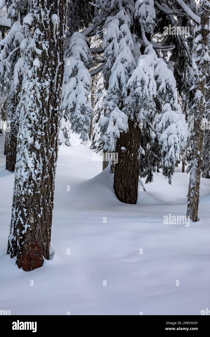 WA23204-00...WASHINGTON - Trees covered with snow on Amabilis Mountain ...