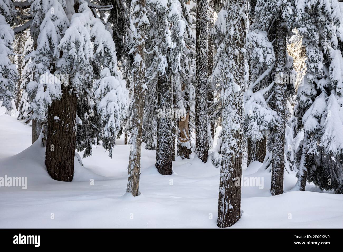 WA23205-00...WASHINGTON - Trees covered with snow on Amabilis Mountain ...