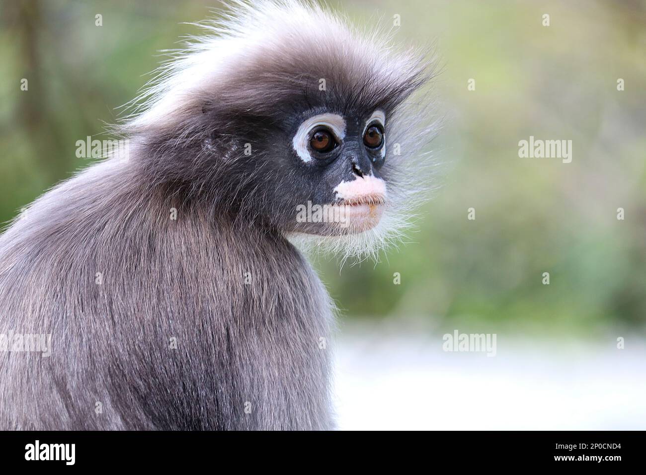 Portrait of a cute juvenile dusky leaf monkey (Trachypithecus obscurus ...