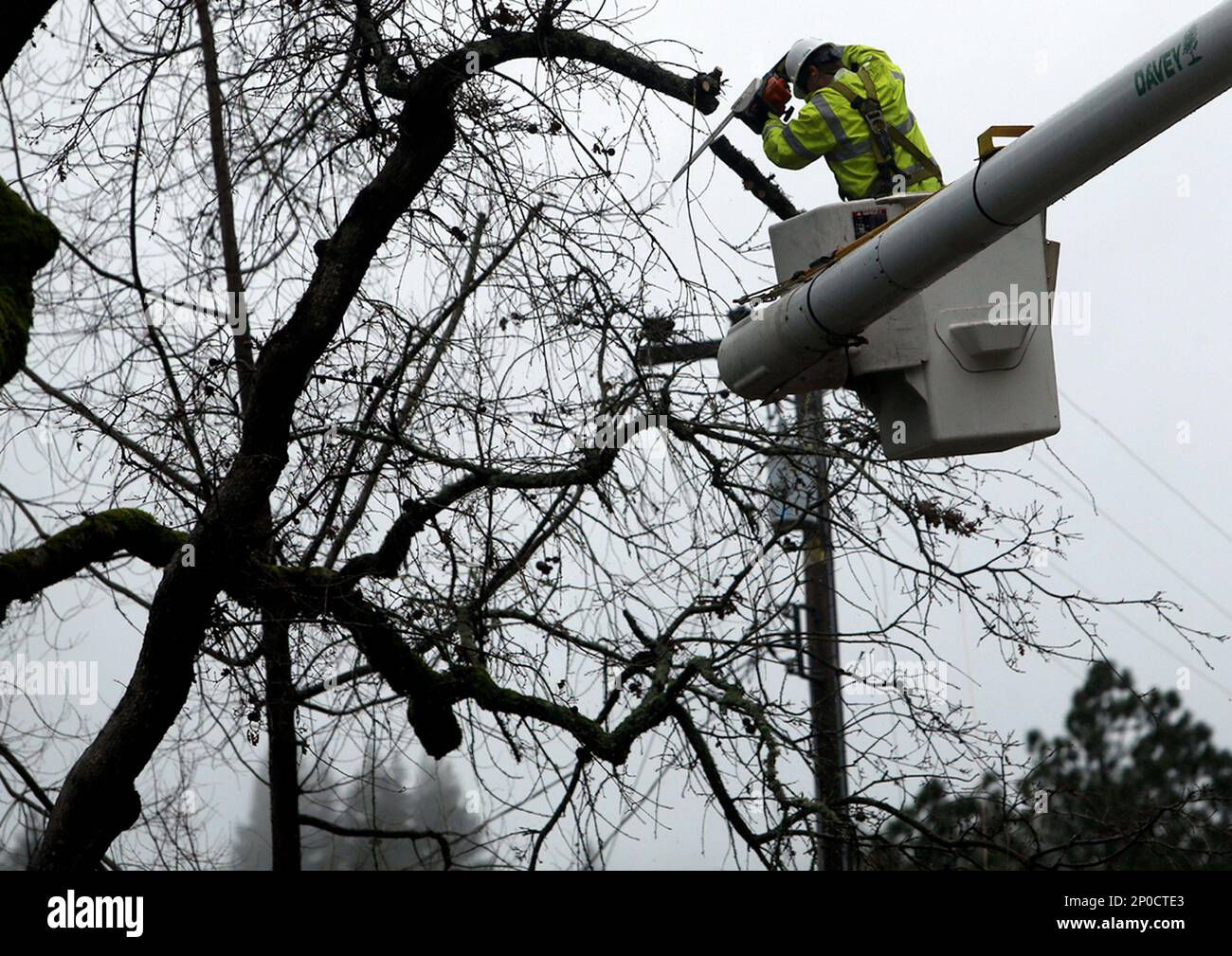 A Pacific Gas and Electric Company, PG&E worker cuts back branches from ...