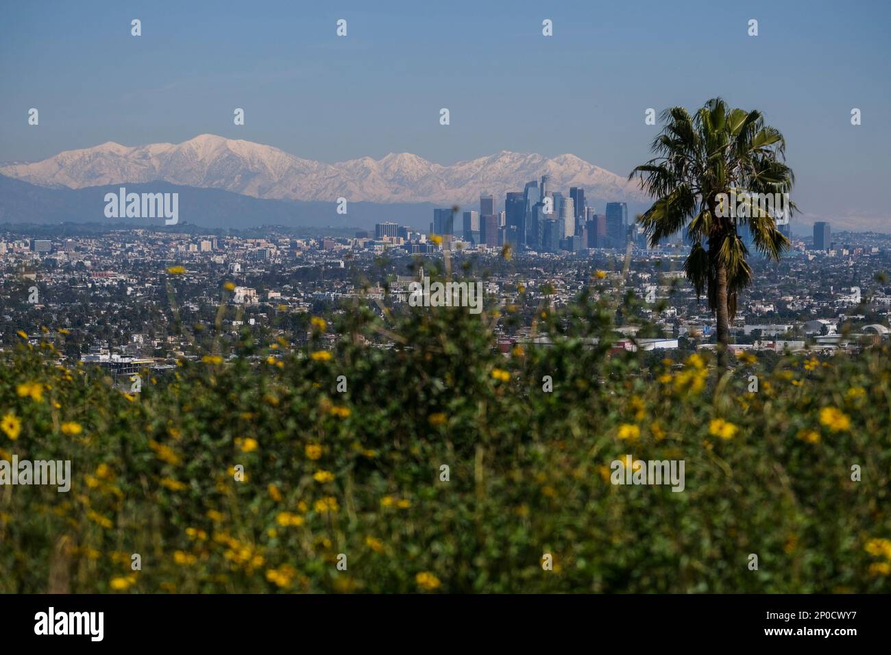 After a rare snowstorm in Southern California, wildflowers are seen as ...
