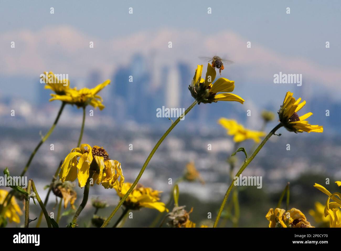 After a rare snowstorm in Southern California, a bee is attracted to ...