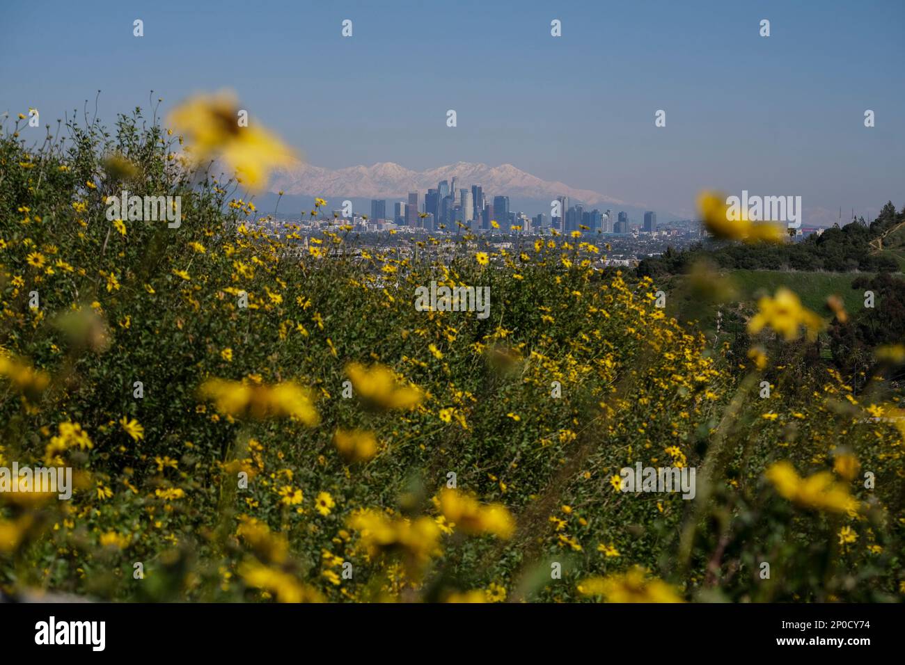 After a rare snowstorm in Southern California, wildflowers are seen as ...