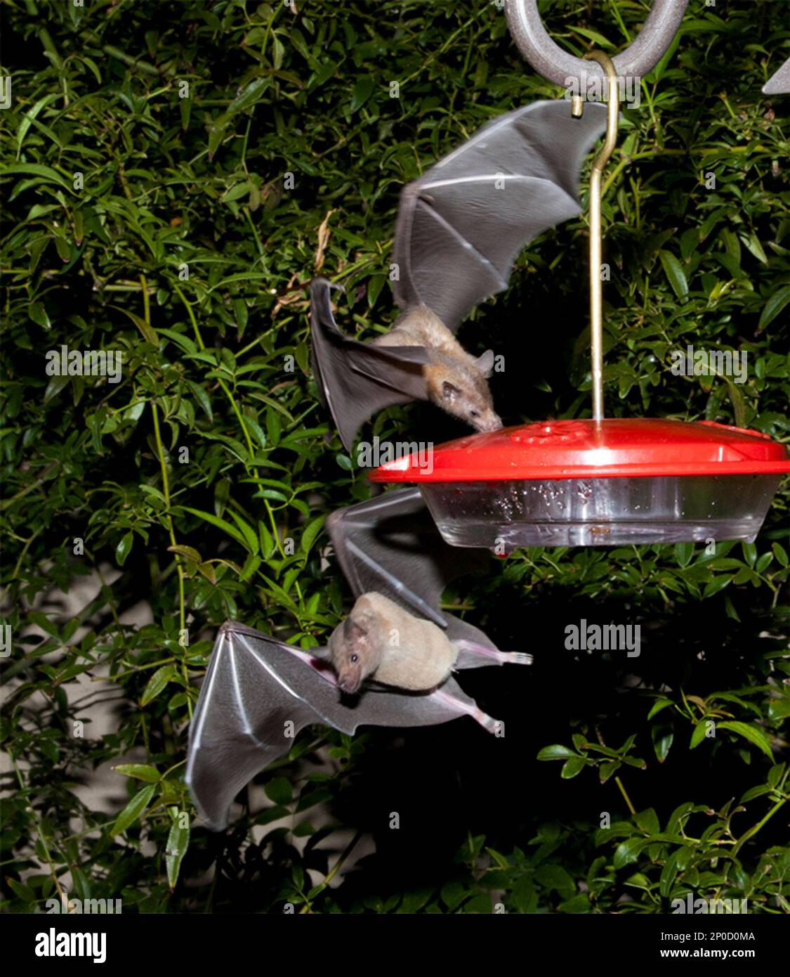 This 2013 photo provided by the U.S. Fish and Wildlife shows nectar ...