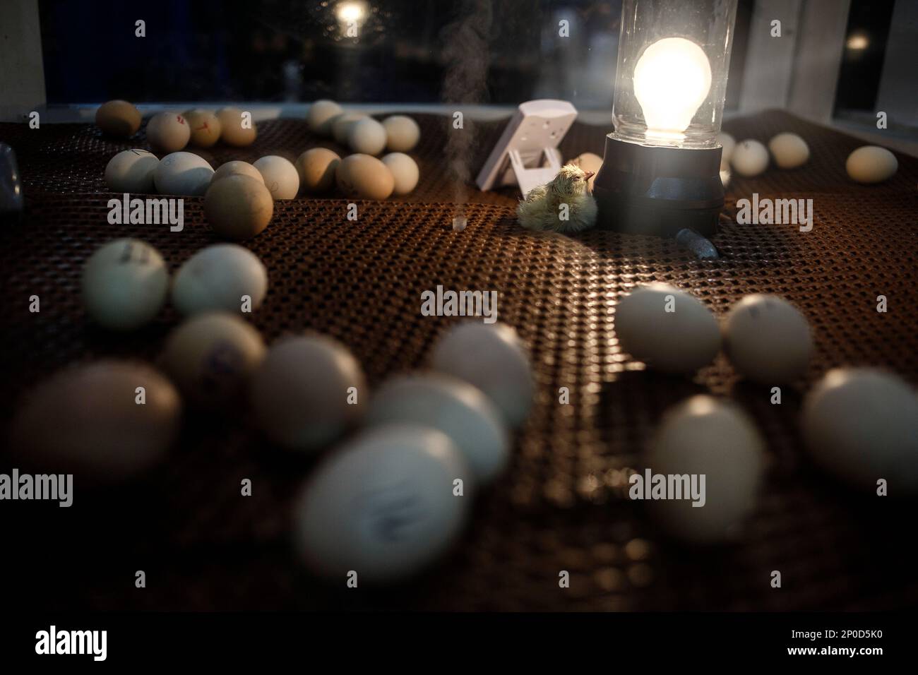 The chick hatching display is back, in the Weis Expo Hall, at the 101st ...