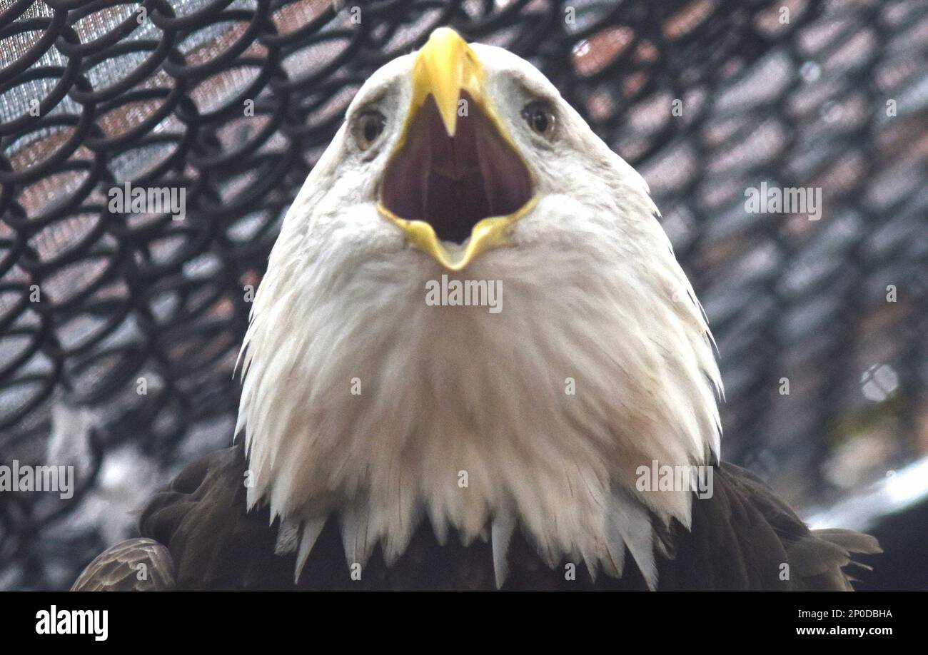 A Bald Eagle Serenades Visitors In The Outdoor Attraction At The