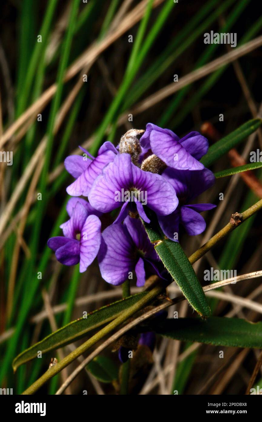 Blue Bonnet or Bird's Eye, (Hovea Linearis) has blue flowers, but the ...