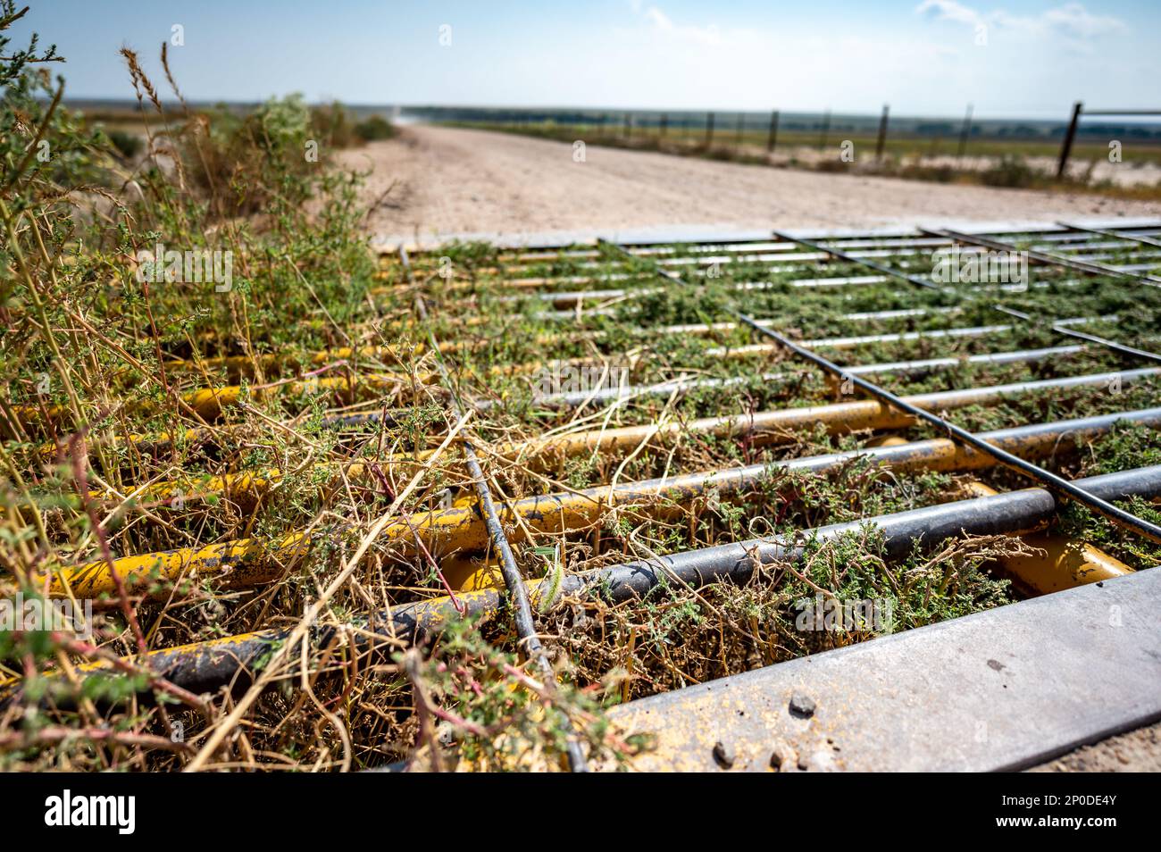 Metal cattle crossing ground gate with weeds growing between Stock ...