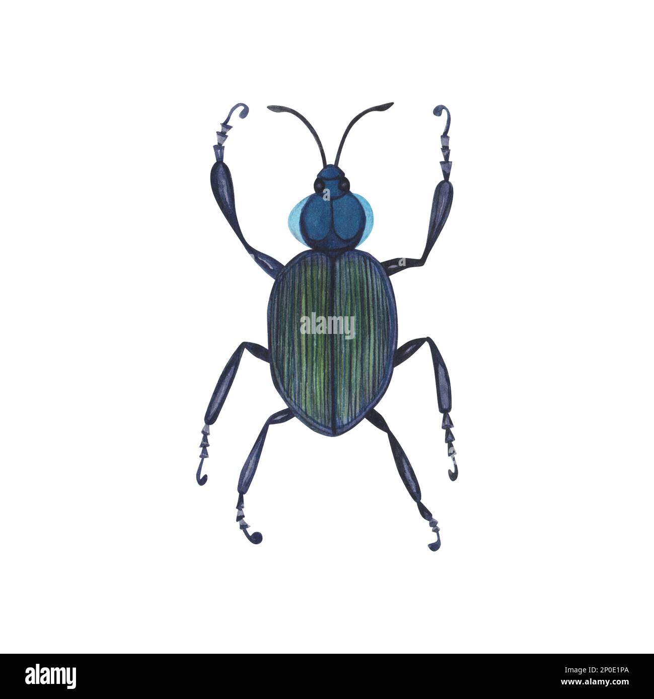 Realistic blue beetles insect isolated on white background. Watercolor hand drawn animal bugs ...