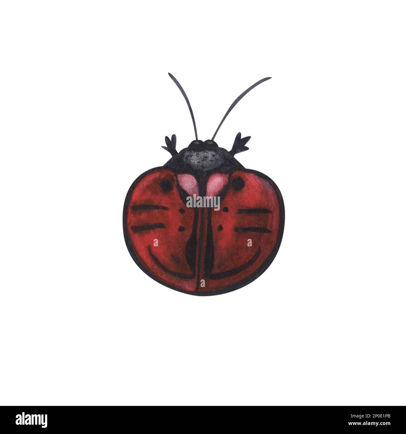 Realistic red beetles insect isolated on white background. Watercolor ...