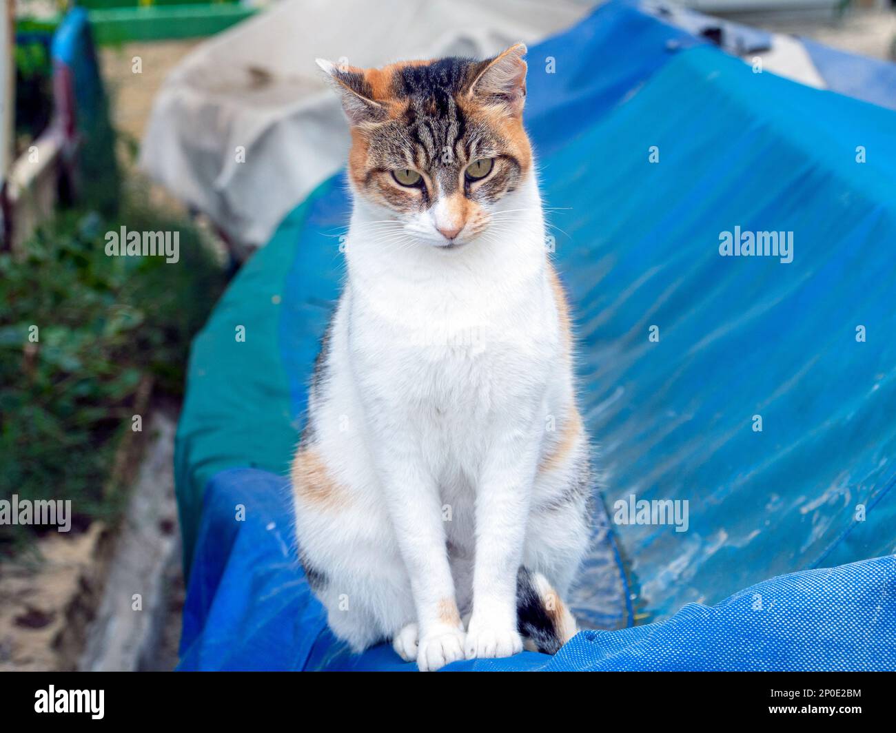 beautiful cats around Malta island. High quality photo Stock Photo - Alamy