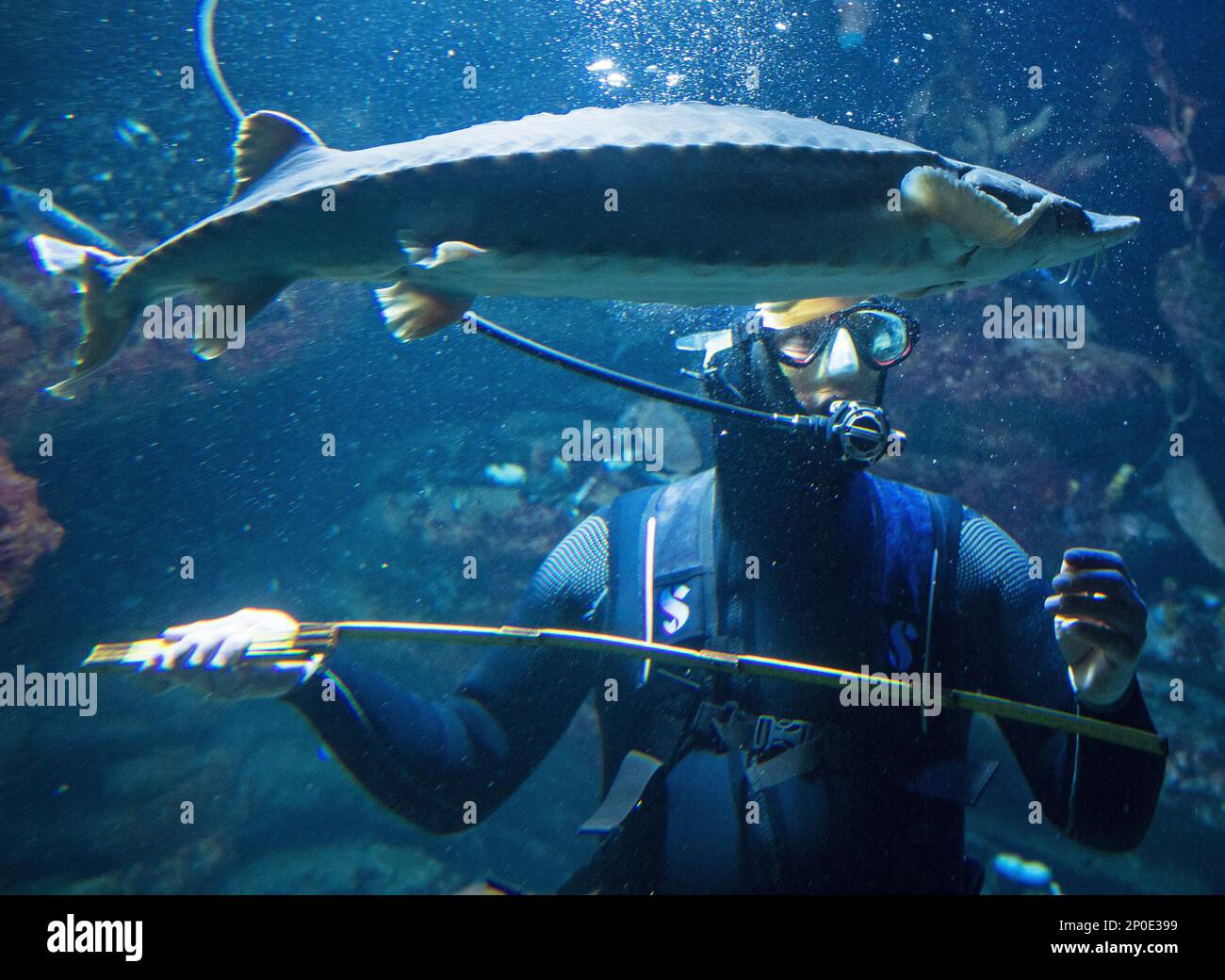 A diver measures a sturgeon fish in a seaside zoo in Bremerhaven ...