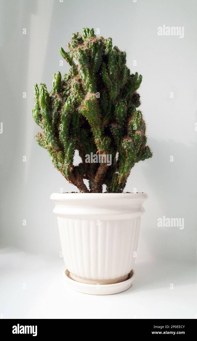 Beautiful bushy cactus in a ceramic pot isolated on white. One Cereus ...