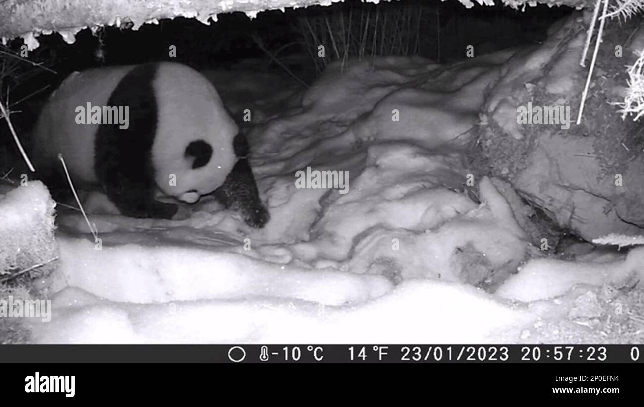 A wild giant panda is captured by infrared cameras foraging in snow at ...