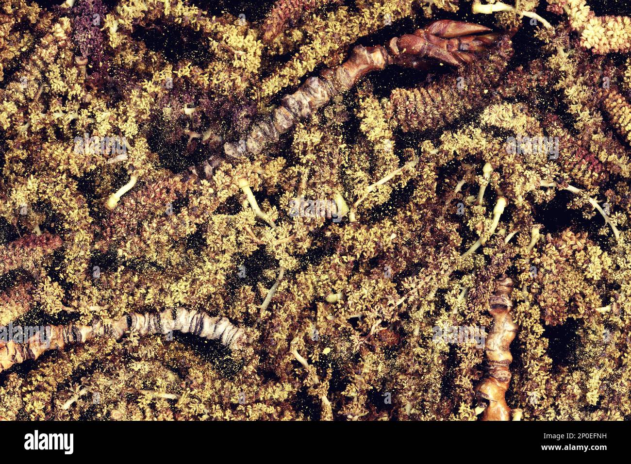 Lot of yellow poplar catkins and buds close-up background. Pile of ...