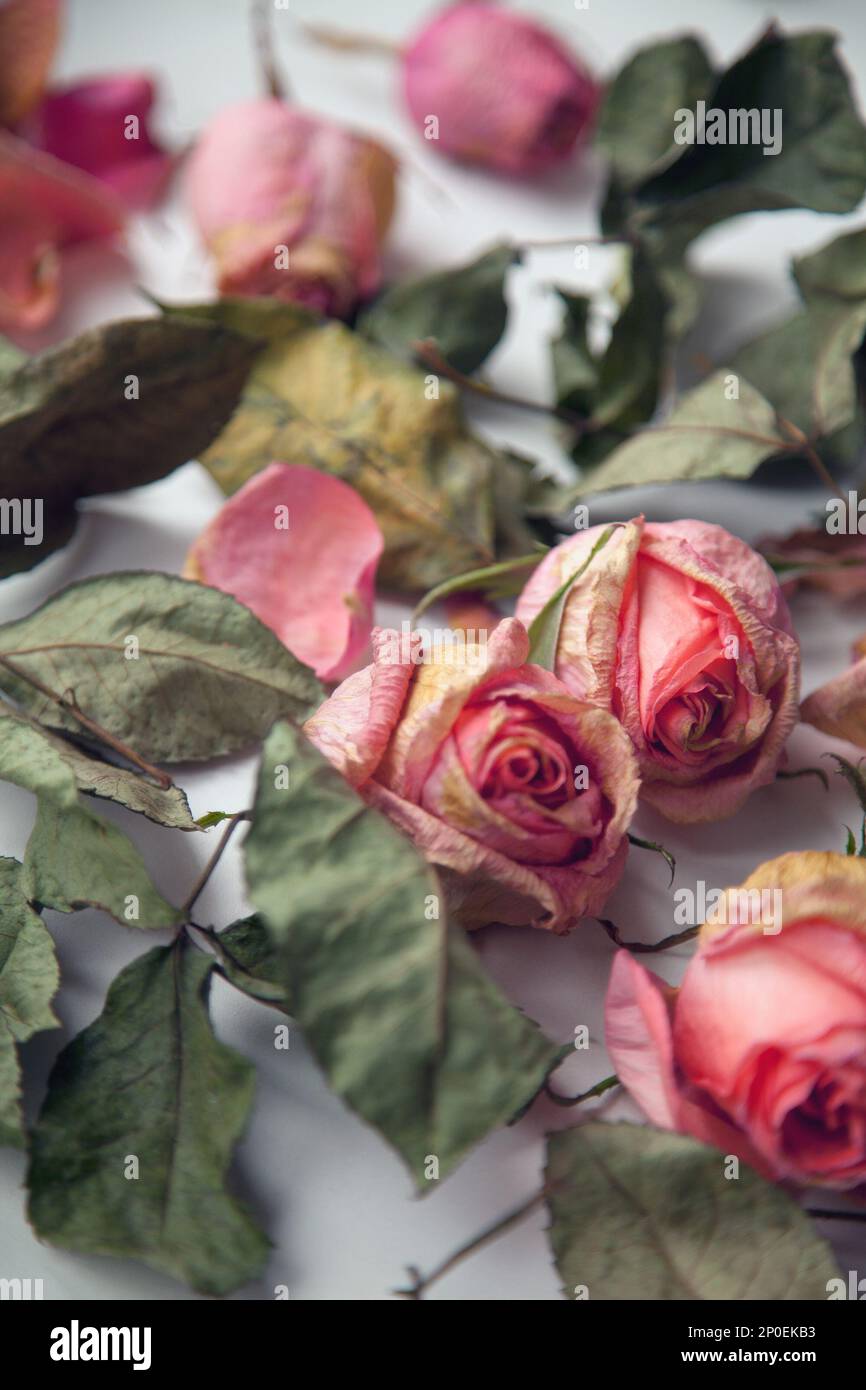 Beautiful sad tender depression dried dead pink roses flowers and ...