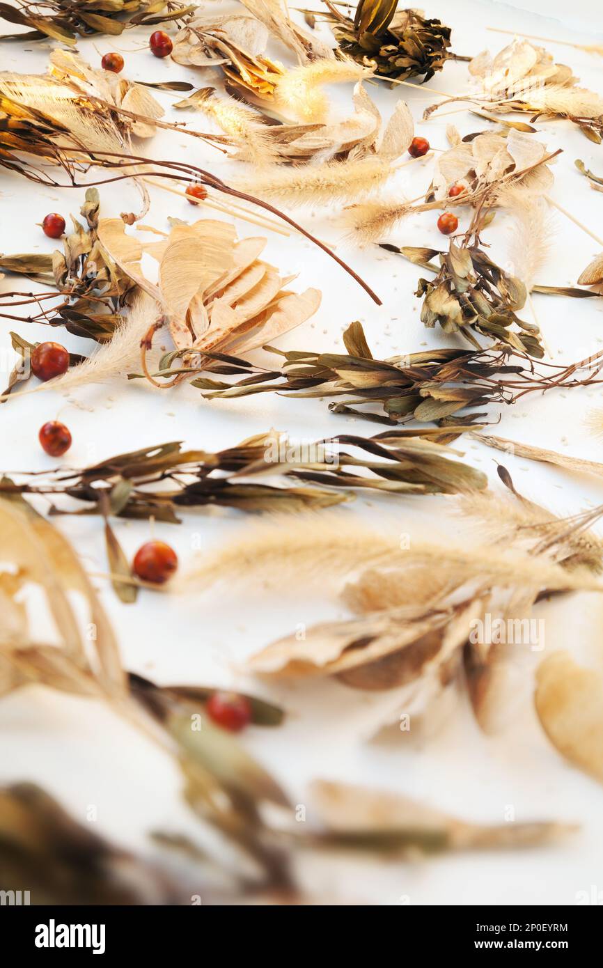 Fall herbs and leaves and berries on white background. Beige herbal dry ...