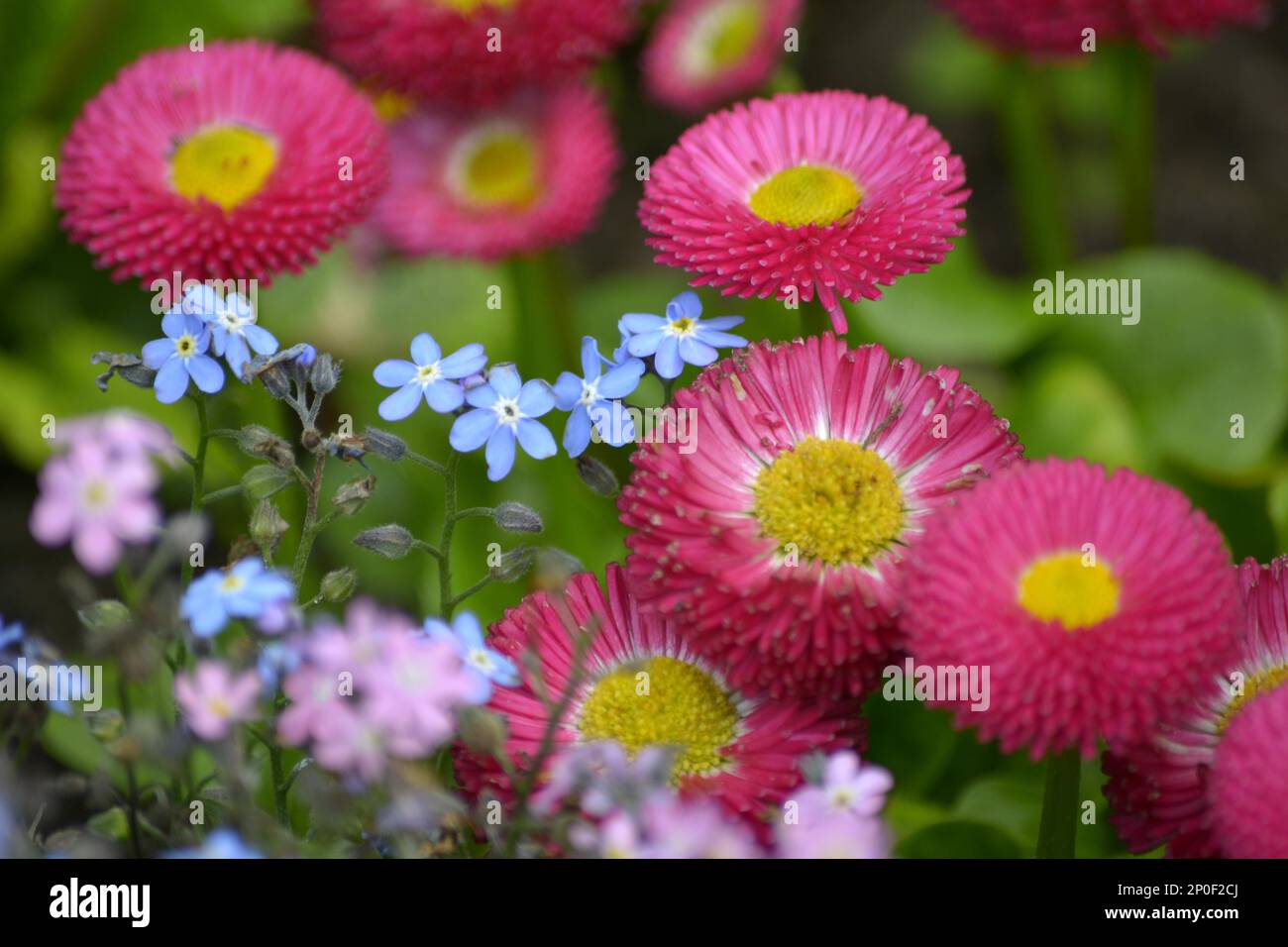 Daisies forget me not flowers hi-res stock photography and images - Alamy