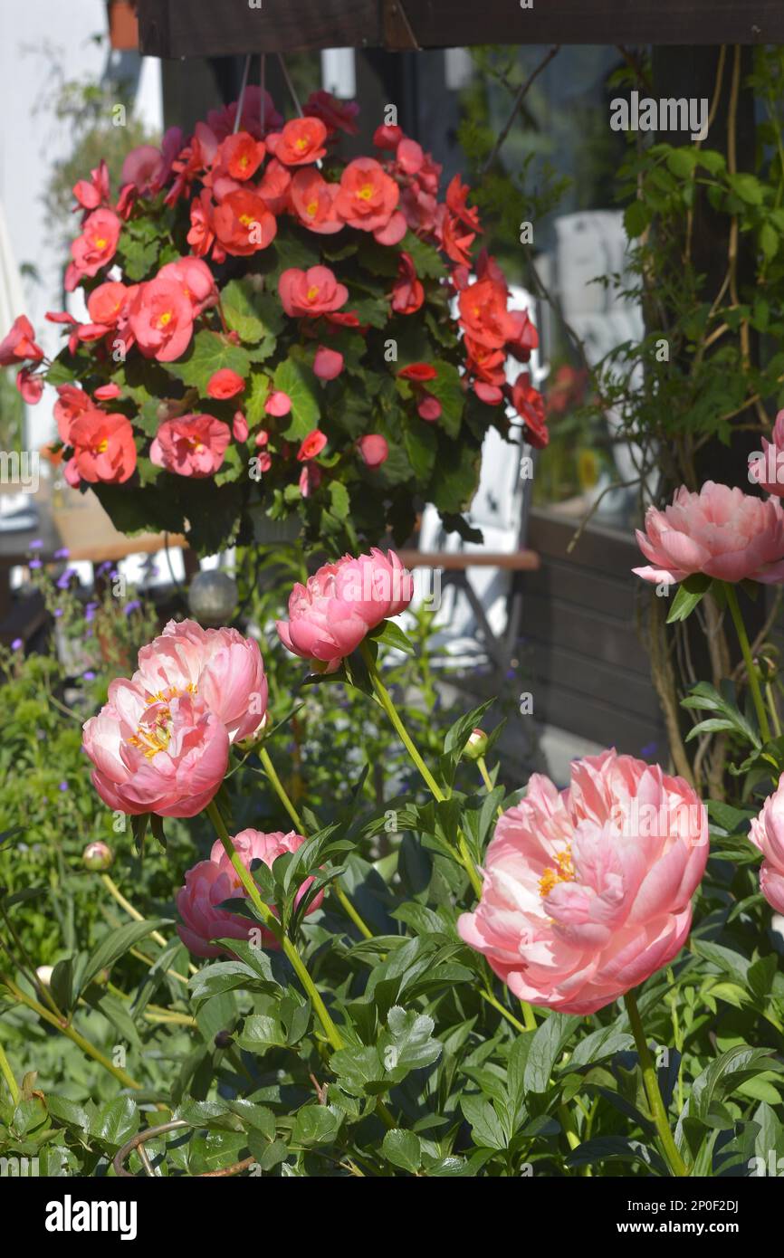 Begonia hybrid hi-res stock photography and images - Alamy