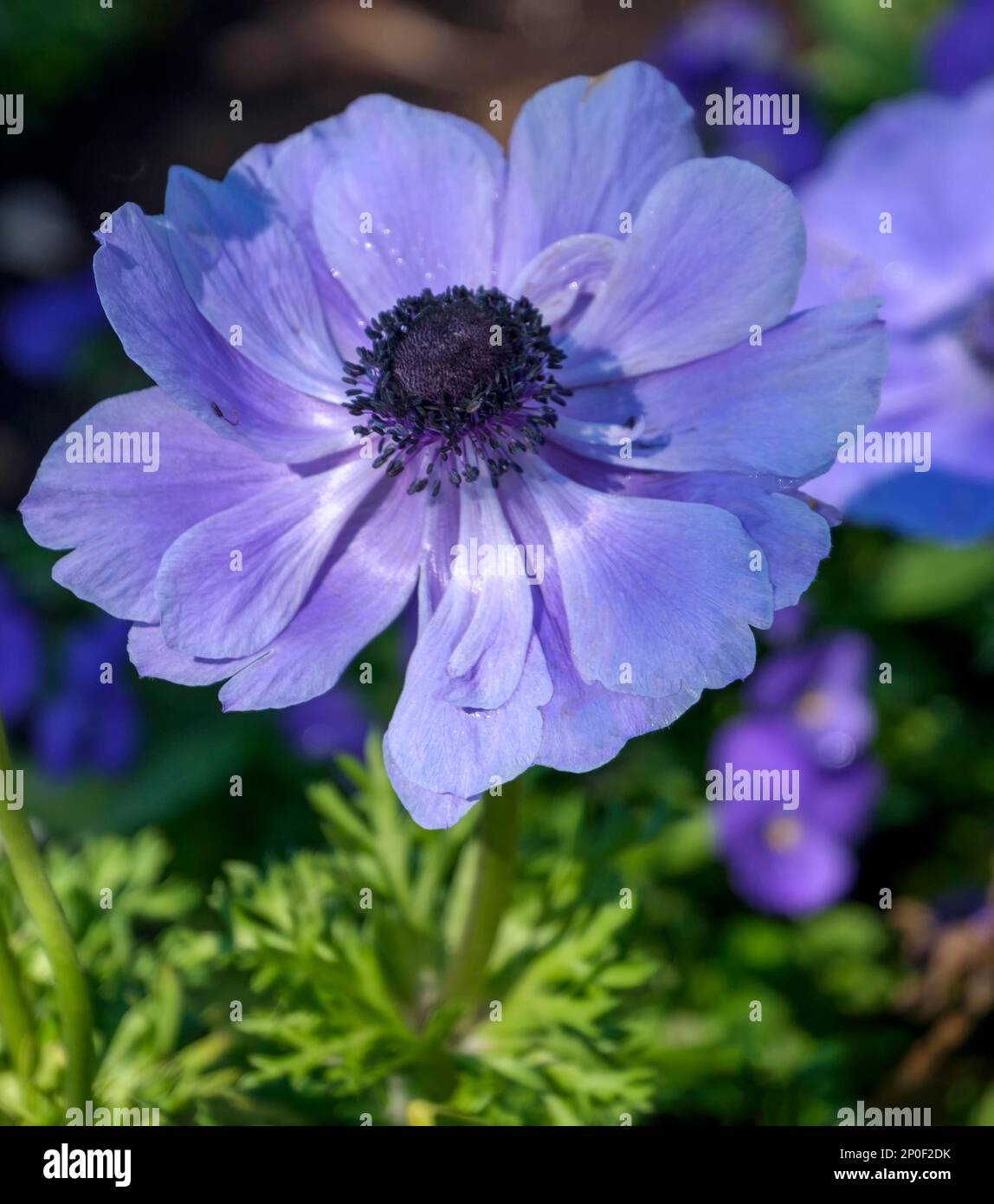Poppy anemone (Anemone coronaria Stock Photo - Alamy