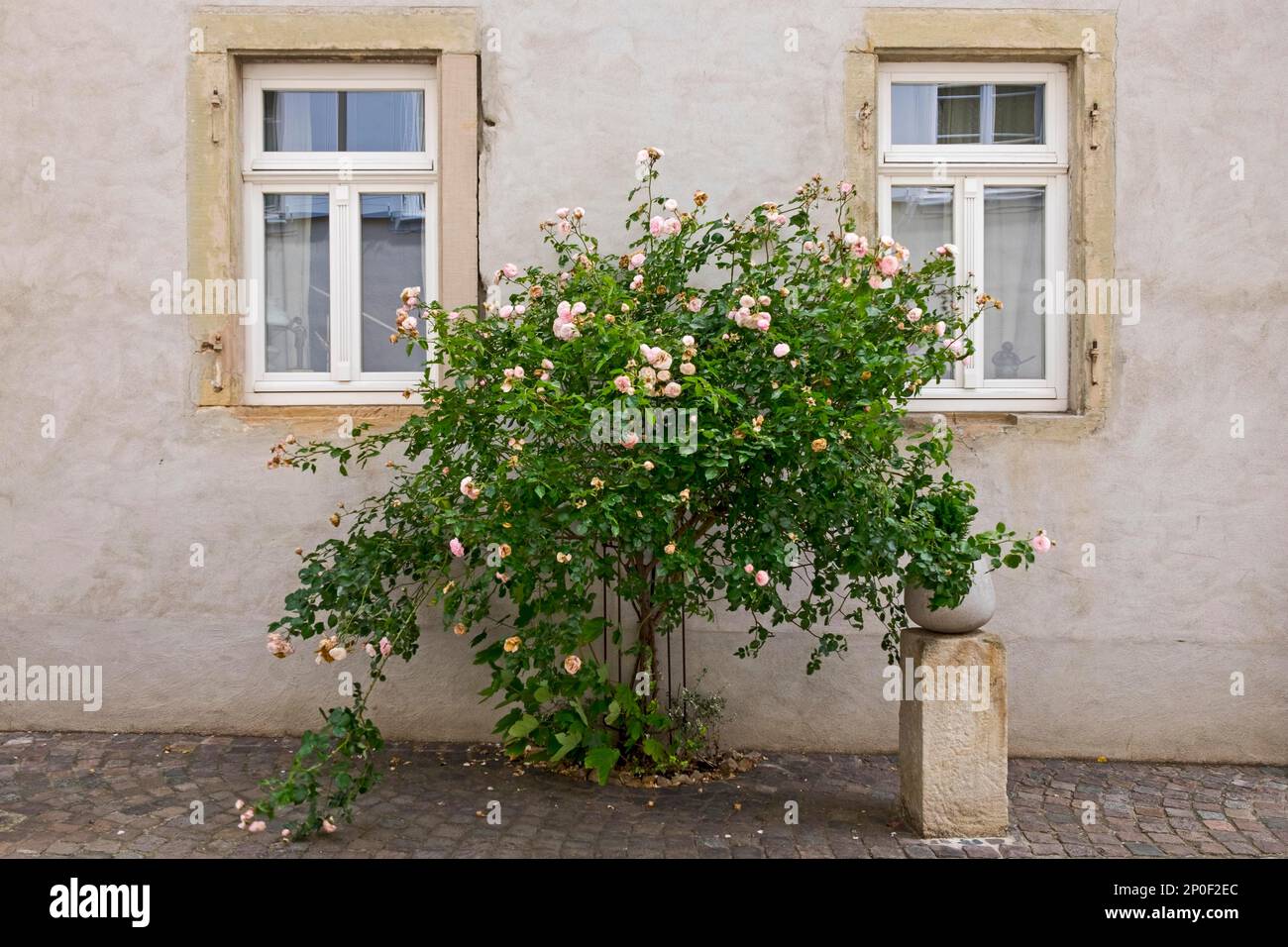 House wall with rosebush Stock Photo - Alamy