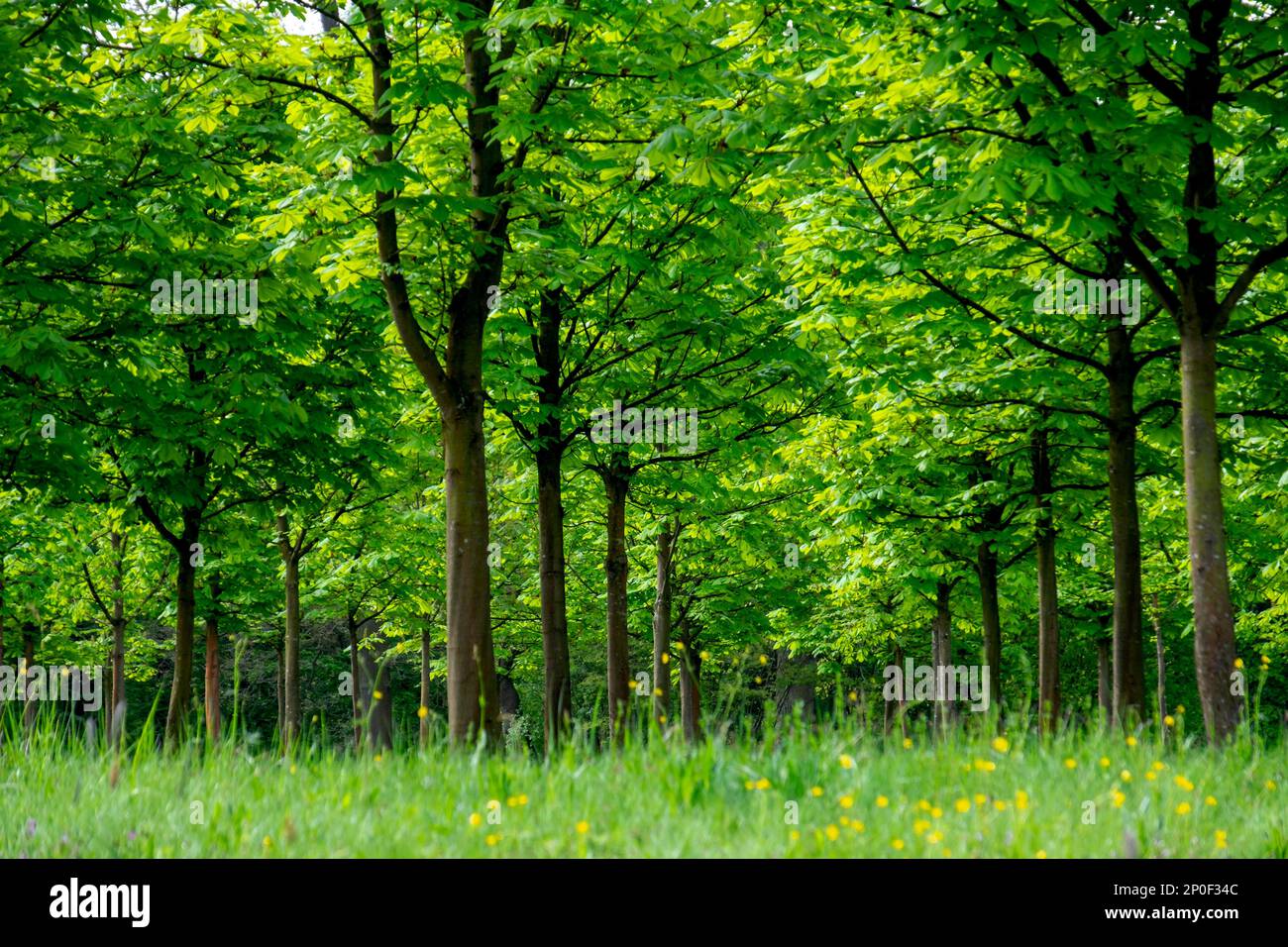 Planting young chestnut trees, Eichenzell, Hesse, Germany Stock Photo ...