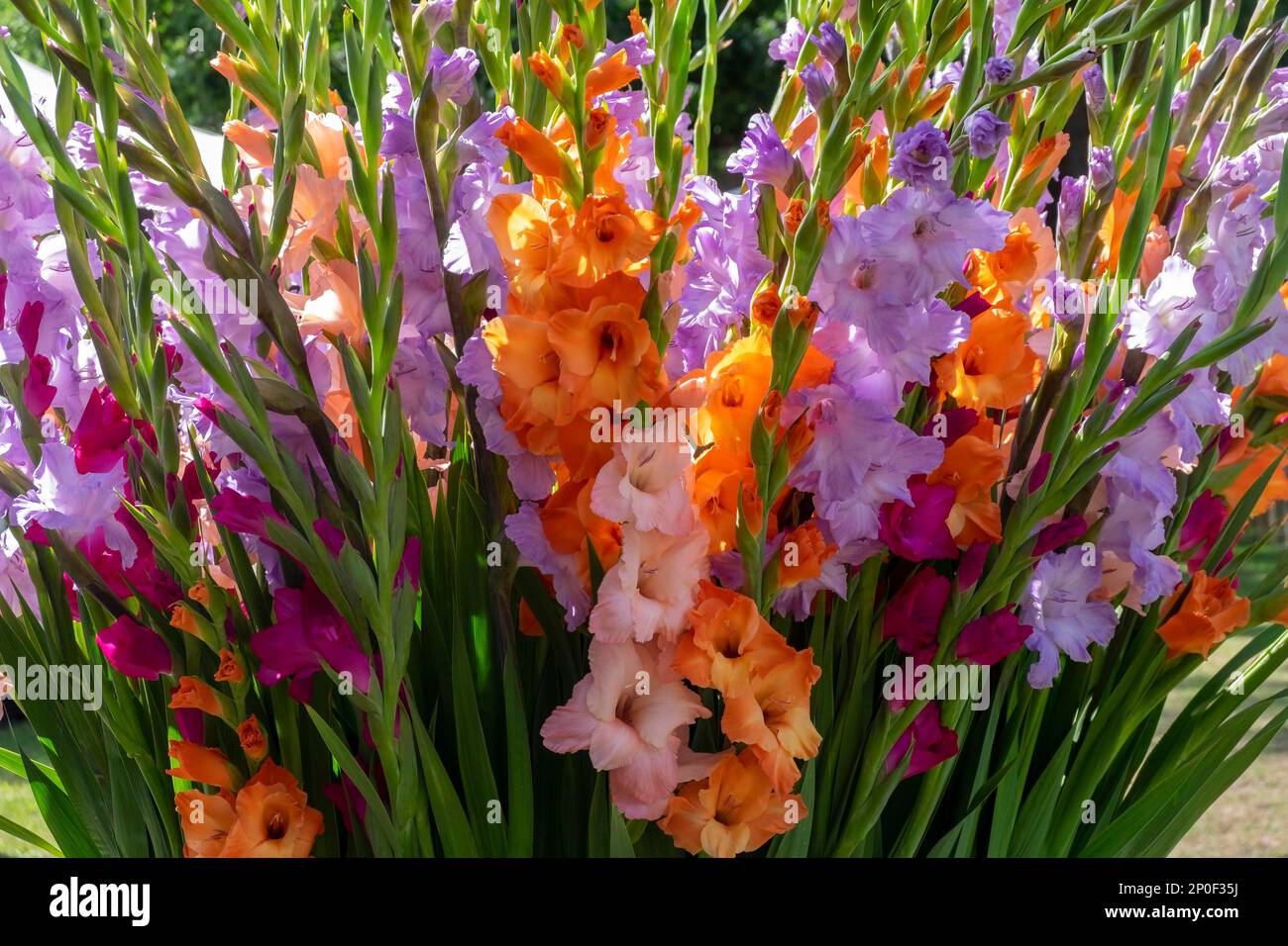 Sword lily (Gladiolus Stock Photo - Alamy
