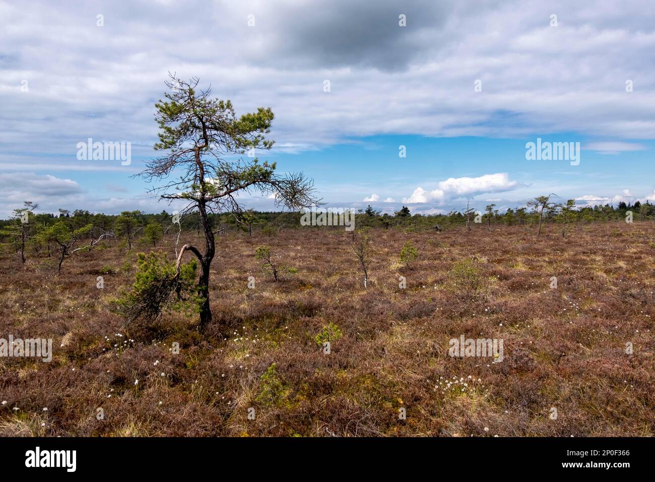Schwarzes Moor nature reserve, raised bog, Rhoen UNESCO Biosphere ...