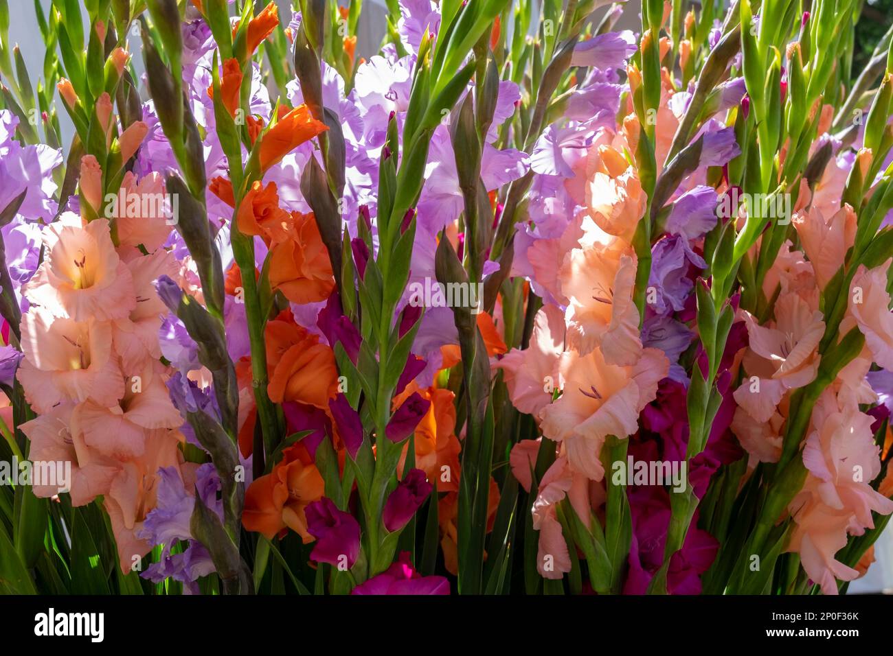 Sword lily bulb hi-res stock photography and images - Alamy
